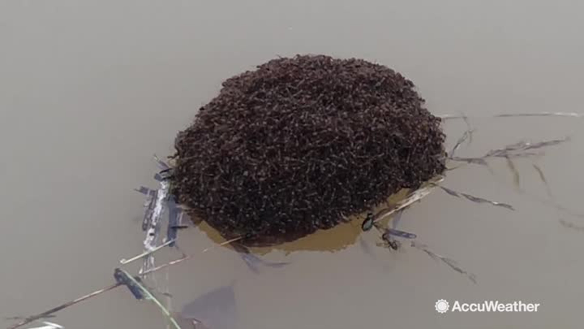 Reed Timmer spots fire ant raft on swollen, flooded river | 9news.com