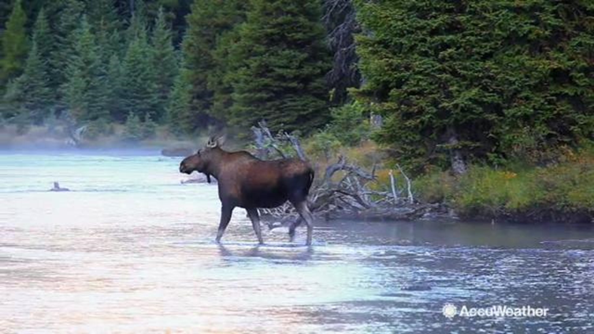 What happens to animals during wildfires? | 9news.com