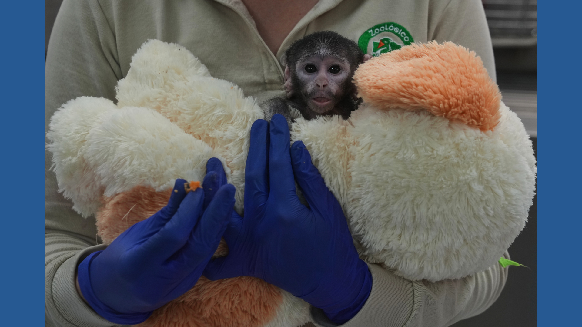Meet Yuji, the Mexican baby monkey finding comfort in a plush companion ...