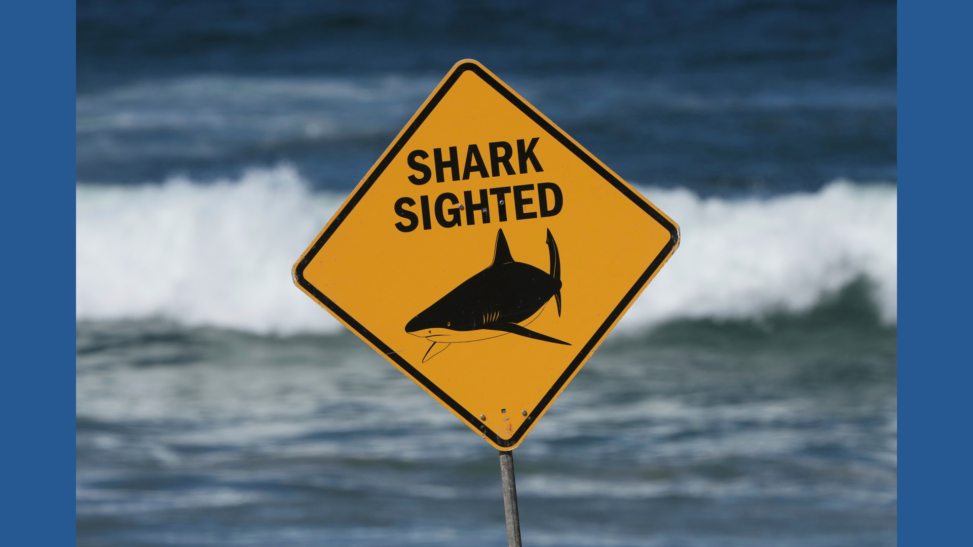 A shark kills a woman and seriously wounds another swimmer at an ...