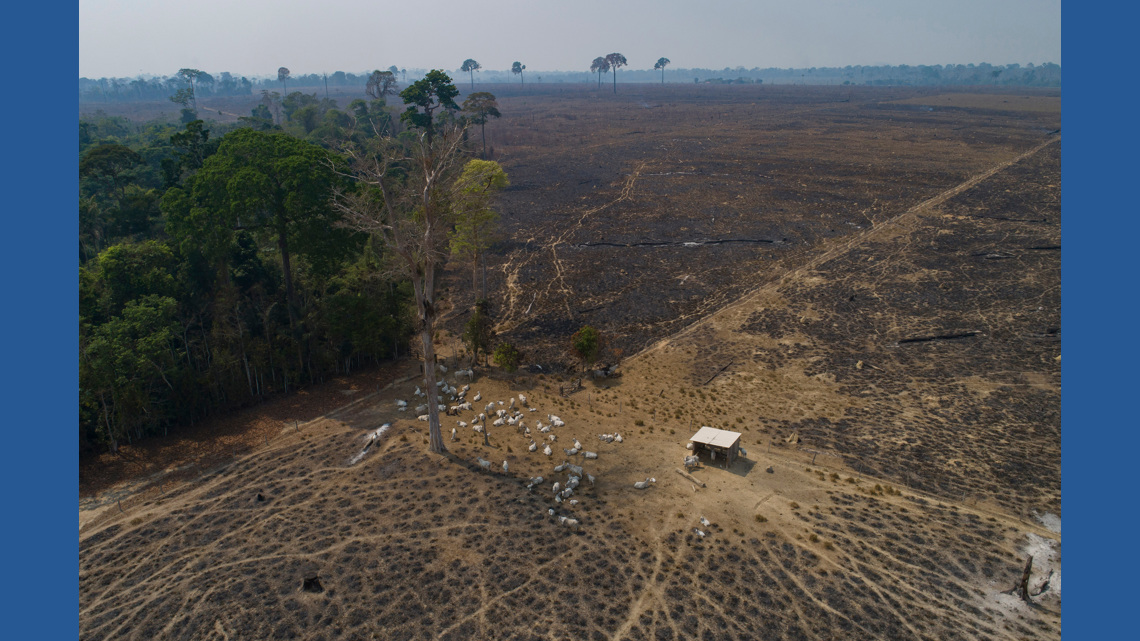 In this Brazilian state, a new push to track cattle is key to slowing ...