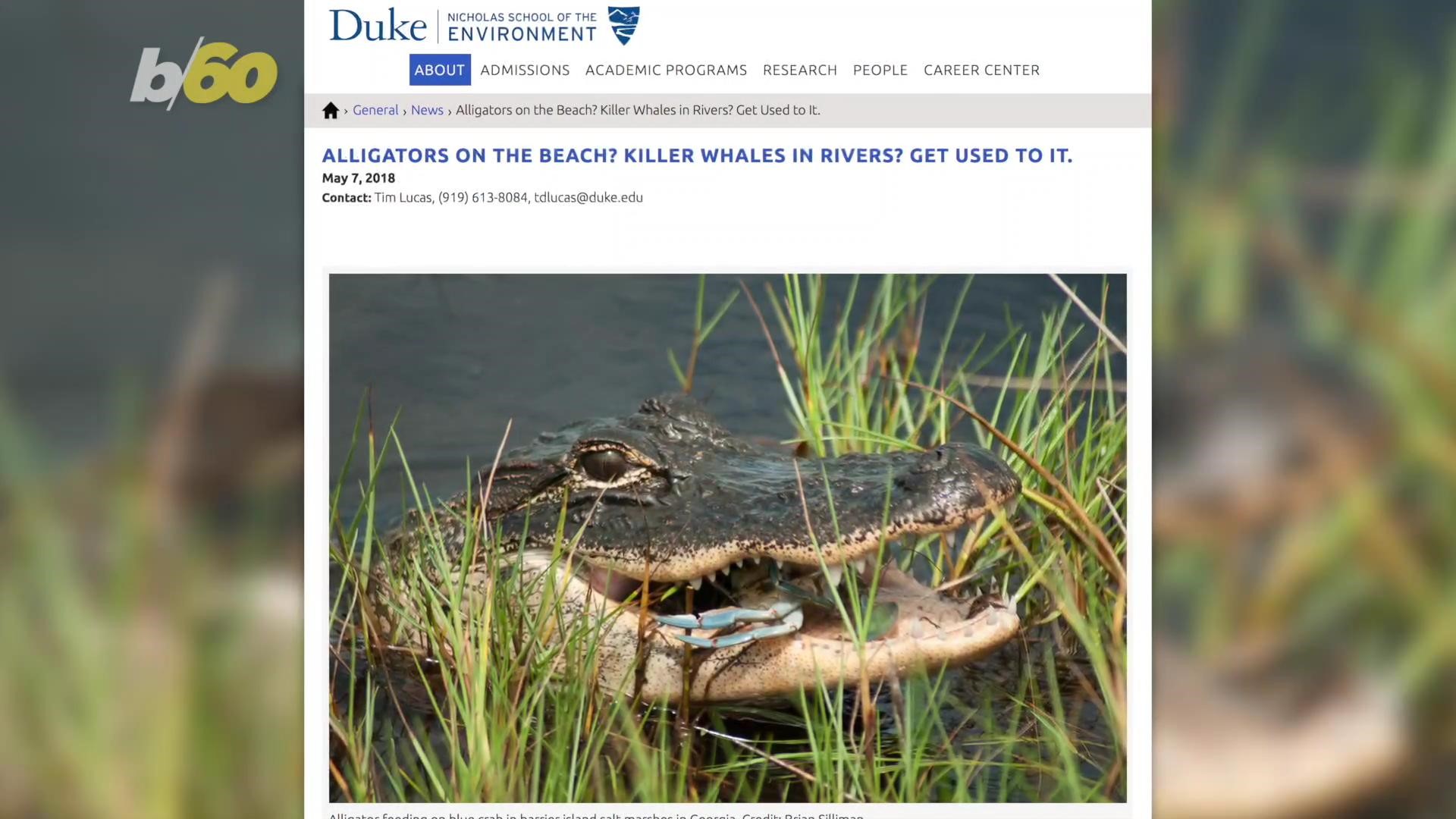 Alligators, sharks, mountain lions and other predators are making a ...