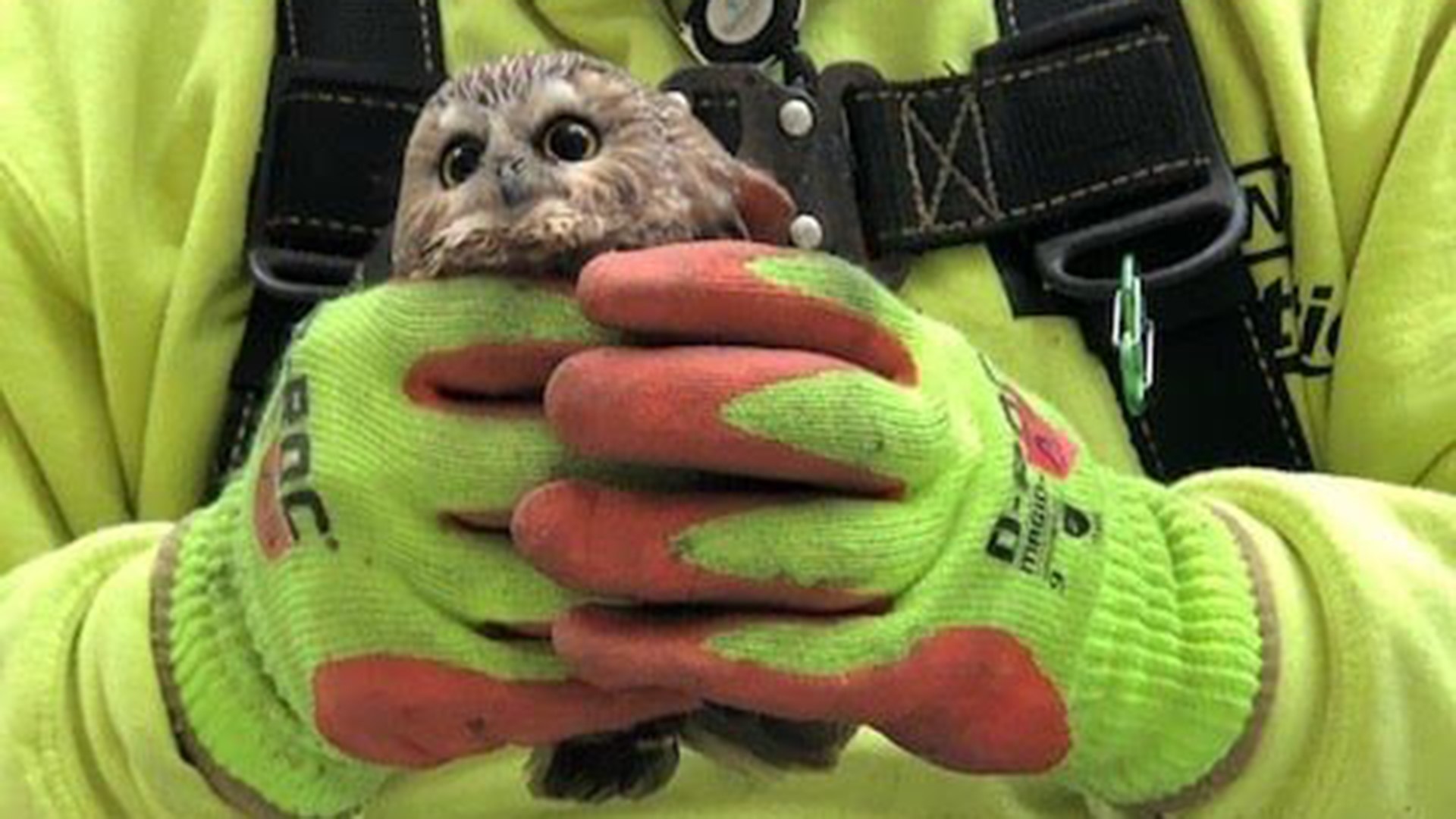 First look: Rockefeller Center chooses its 2024 Christmas tree | 9news.com