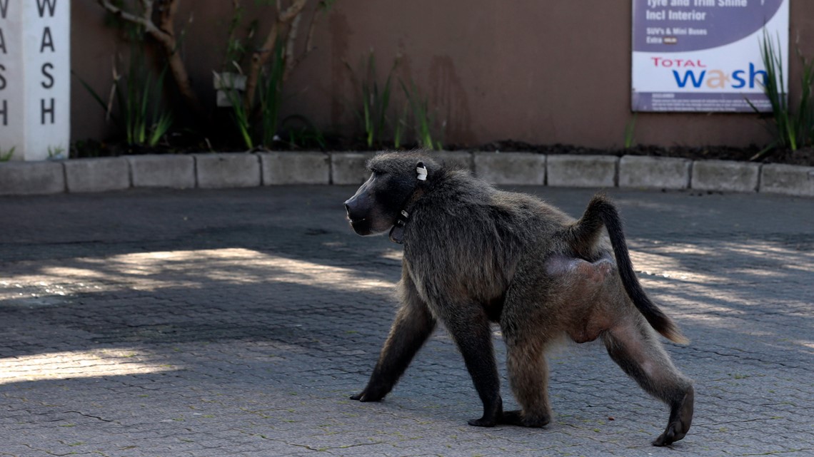 Baboon removed for riding homes, activists want him back | 9news.com