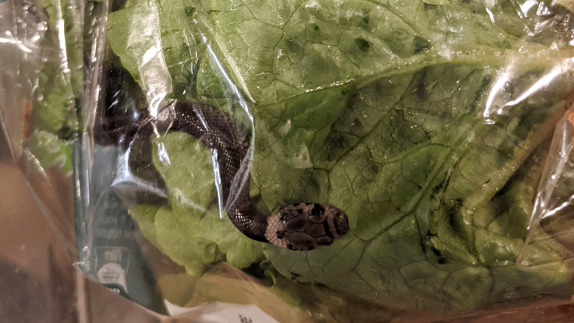 Pale-headed snake found in lettuce bag in Australia | 9news.com