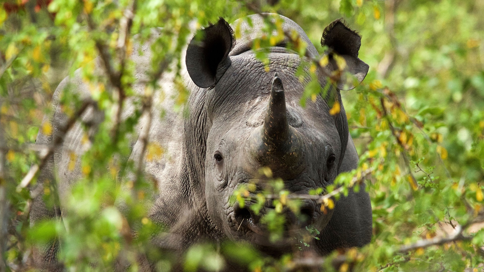 COVID-19 disrupts global fight to save endangered species | 9news.com