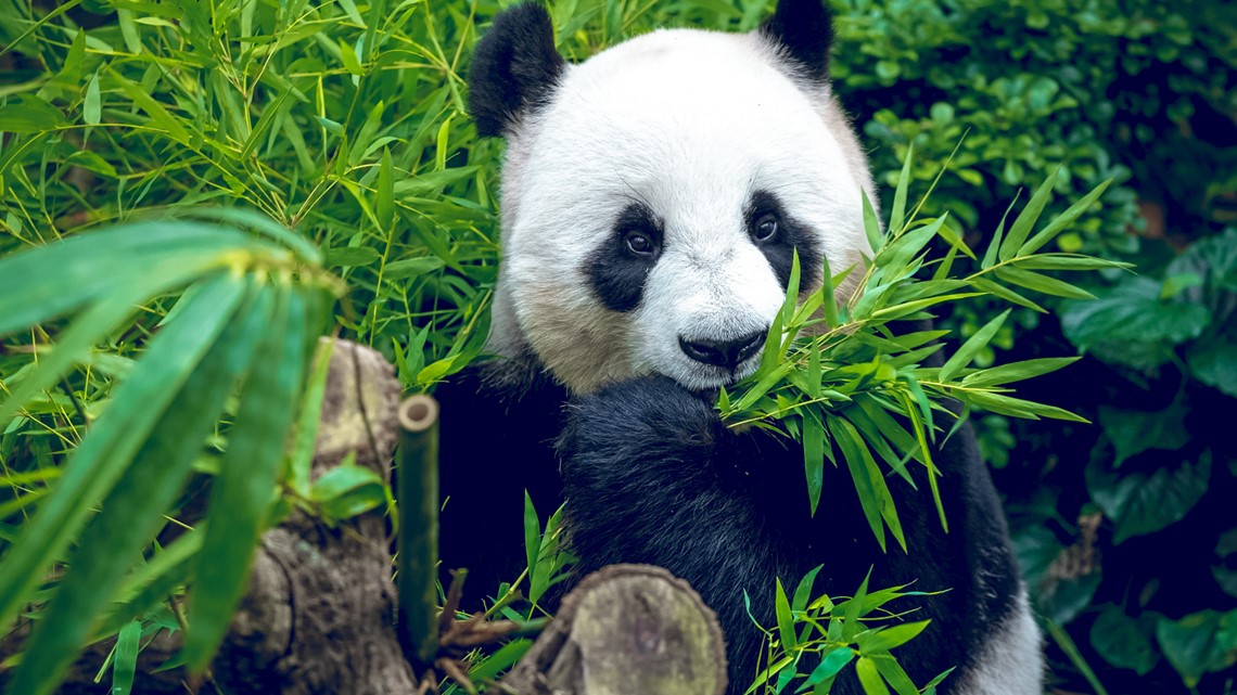 China: Giant panda off endangered list | 9news.com