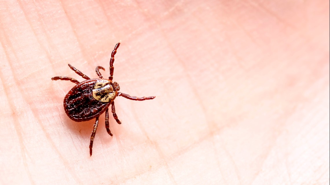 CDC warns of exotic ticks spreading across the nation that may carry ...