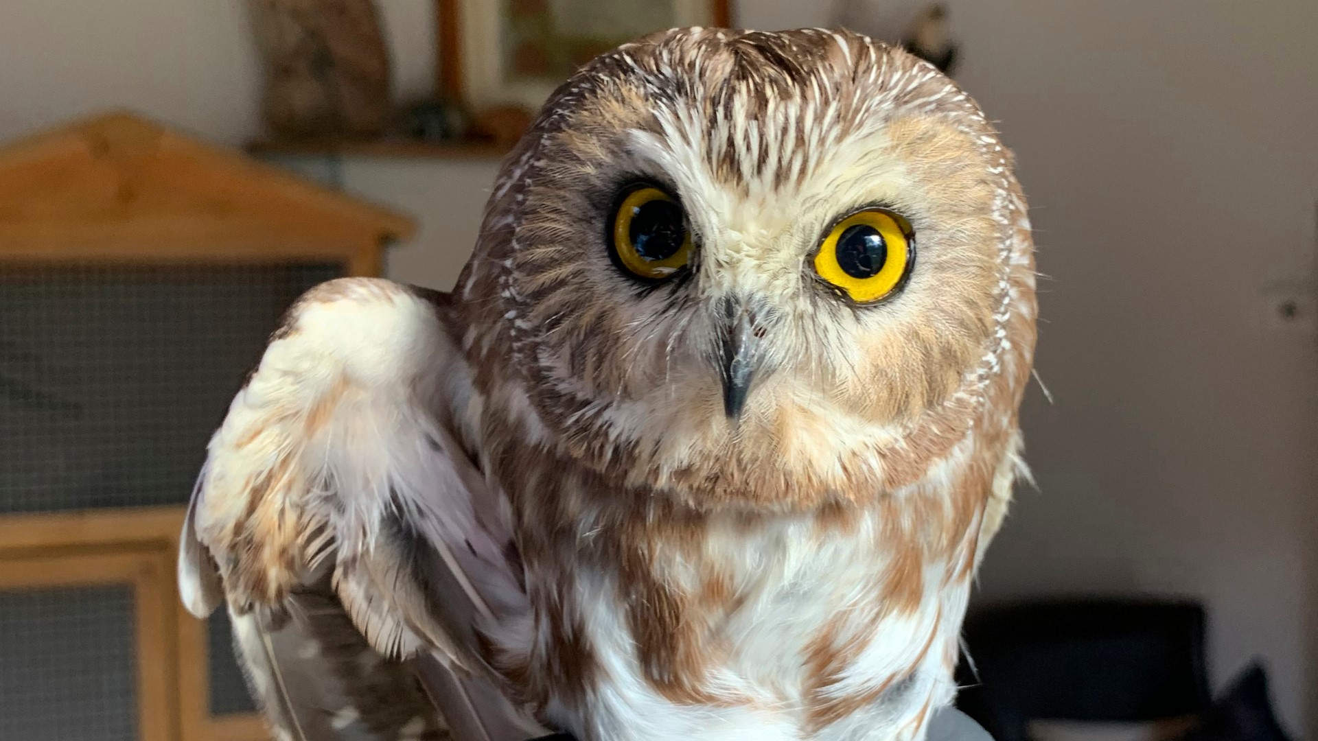 Kelly Clarkson to host 'Christmas in Rockefeller Center' on NBC | 9news.com