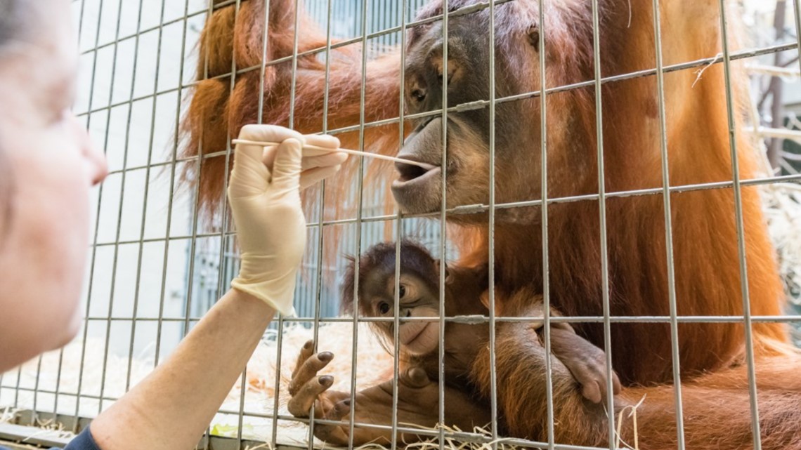 Who's the daddy? Surprise in Swiss orangutan paternity test | 9news.com