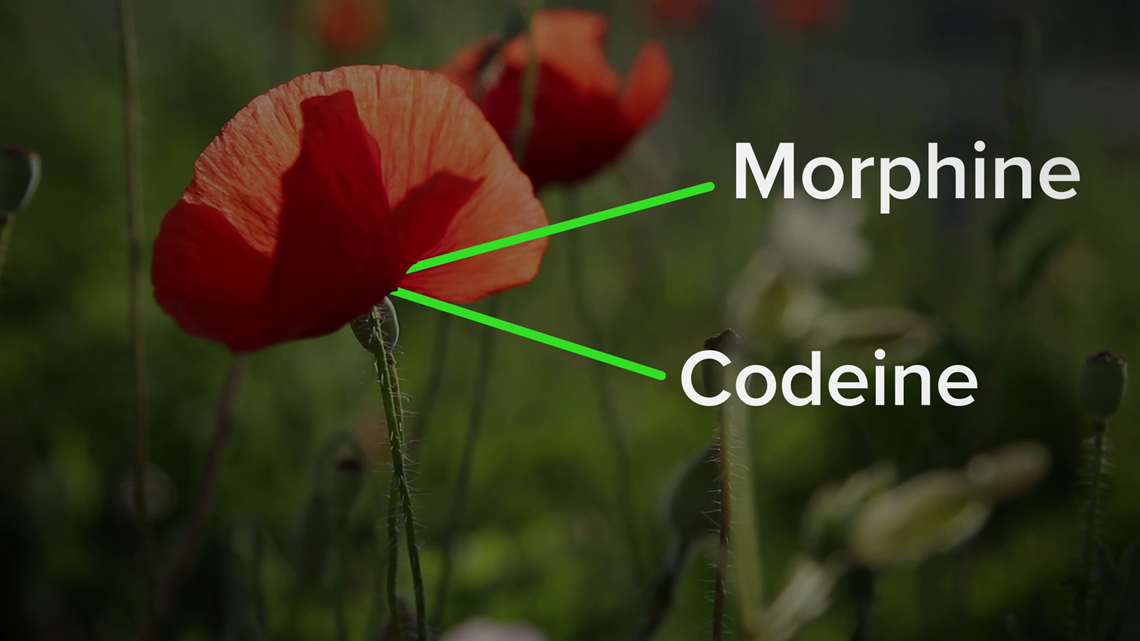 VERIFY: Can certain foods or medication cause false positives on drug ...