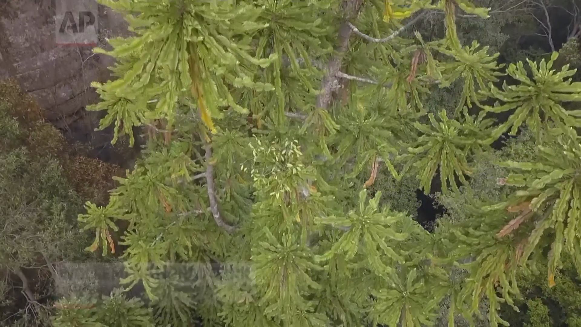 Scientists seek rare species survivors amid Australia flames | 9news.com