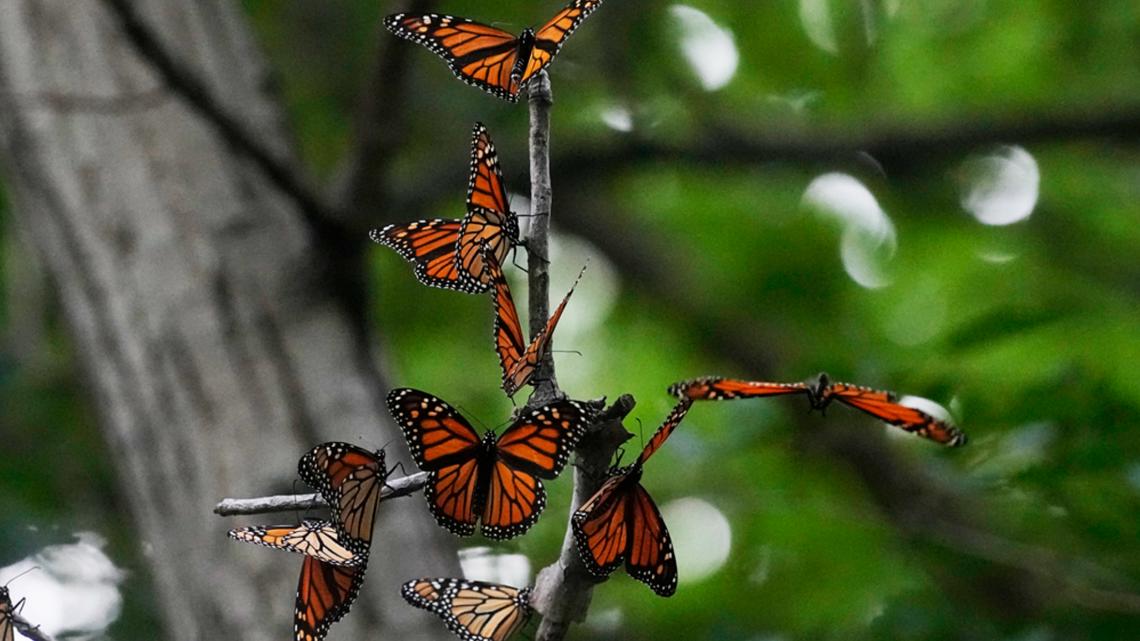 Monarch butterfly numbers double in 2024 | 9news.com