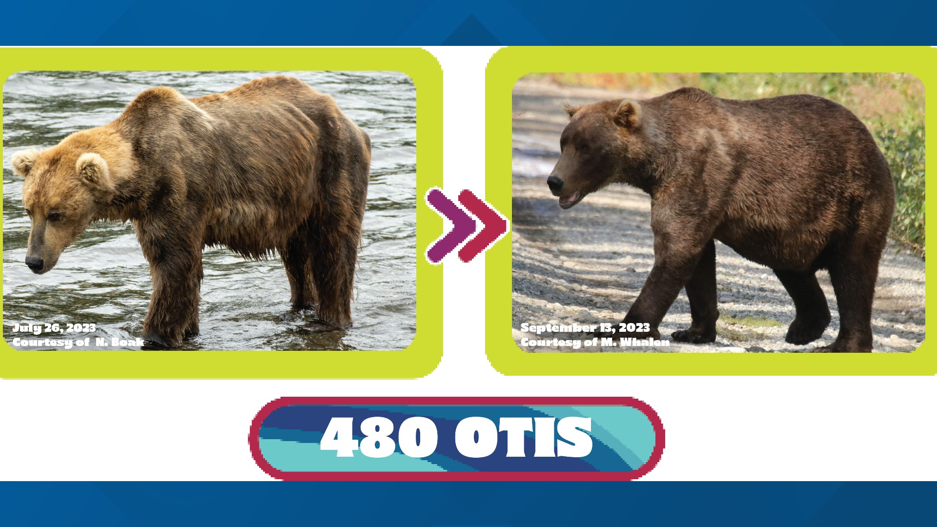 Fat Bear Week 2023 bracket: Meet the chubby contenders | 9news.com