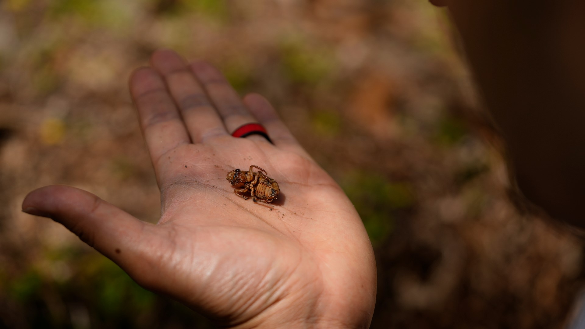 Cicada invasion: Trillions of cicadas will swarm US this spring | 9news.com