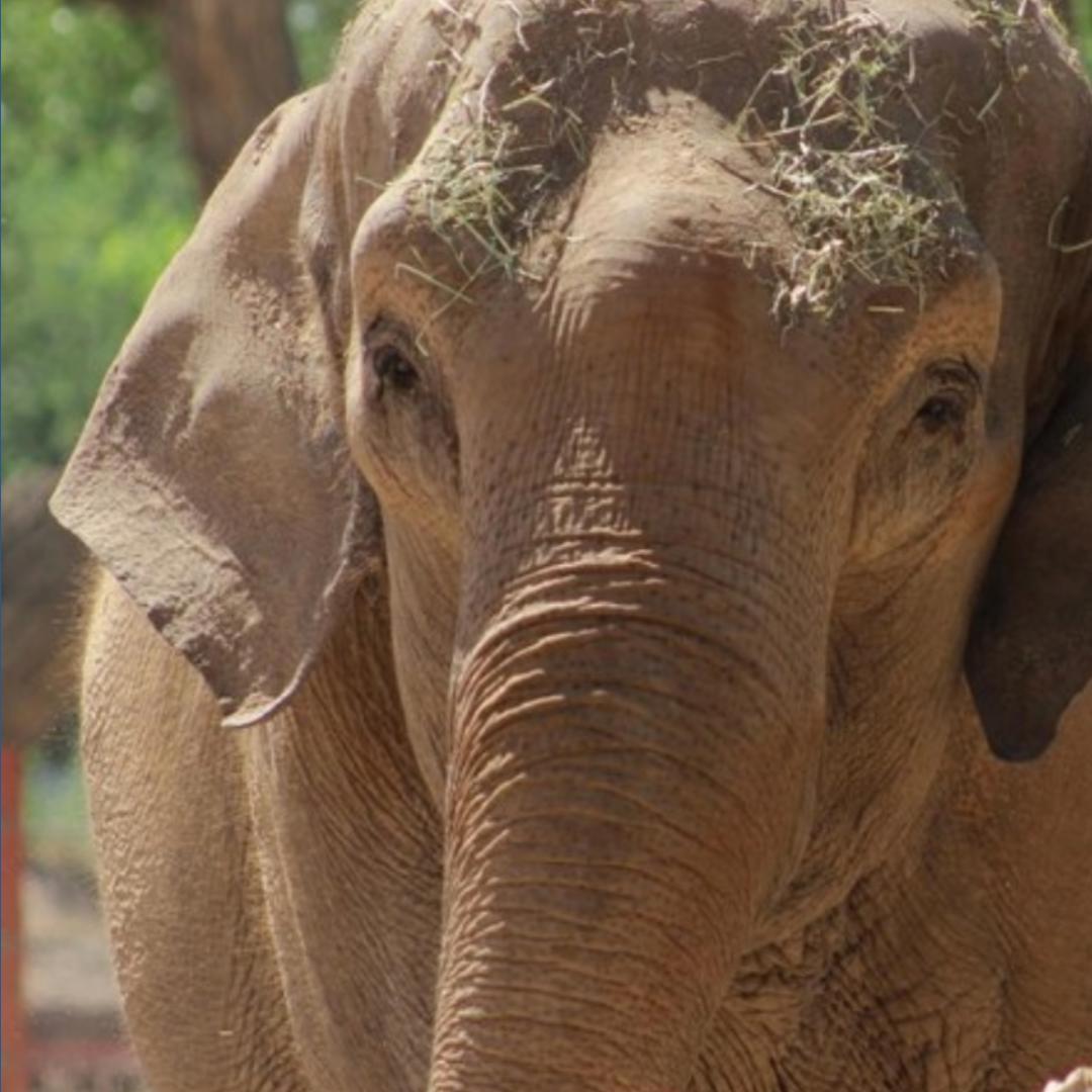 Zoo surprise: Alice the Elephant strolling along, eating the vegetation ...
