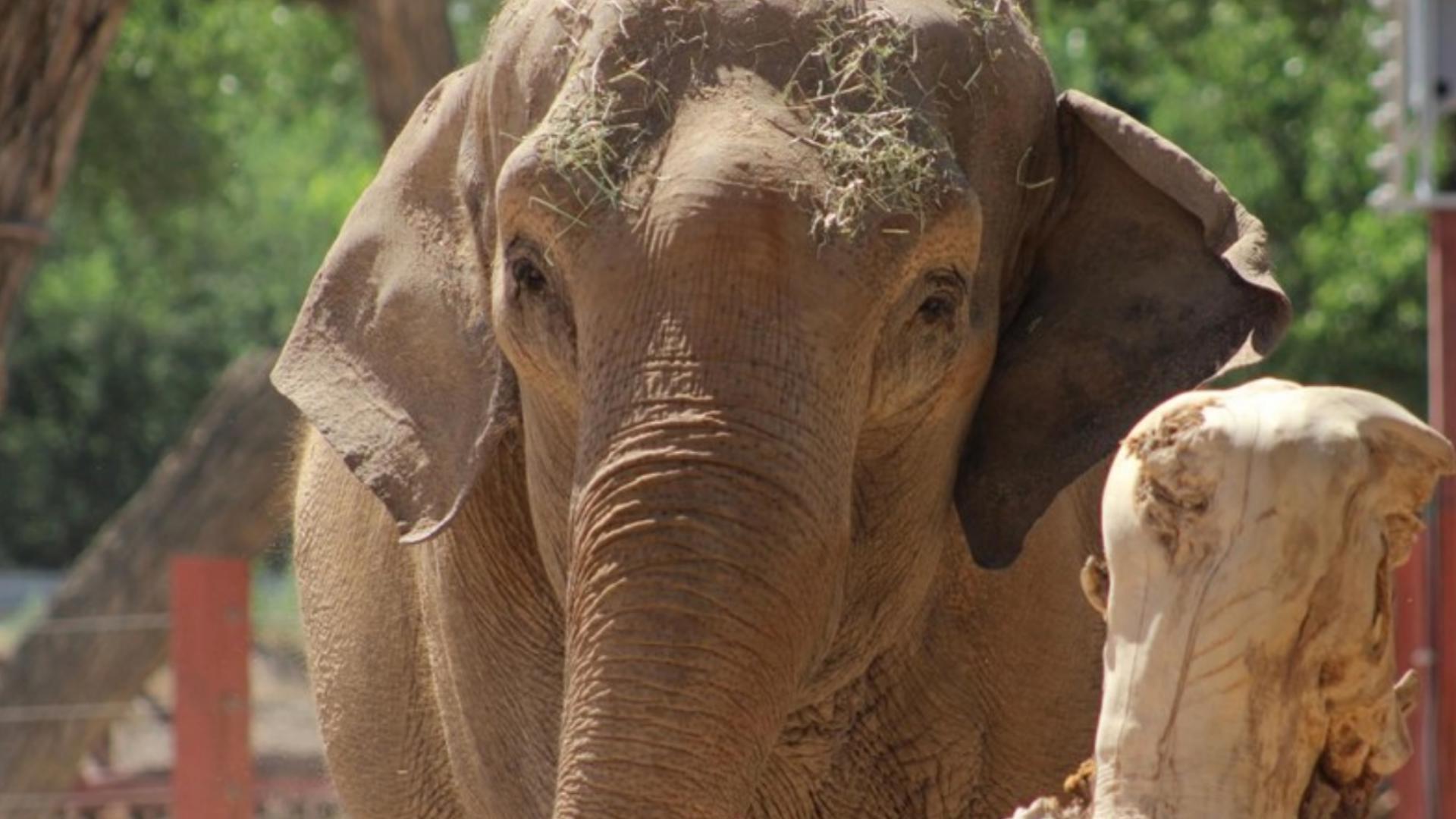Zoo surprise: Alice the Elephant strolling along, eating the vegetation ...