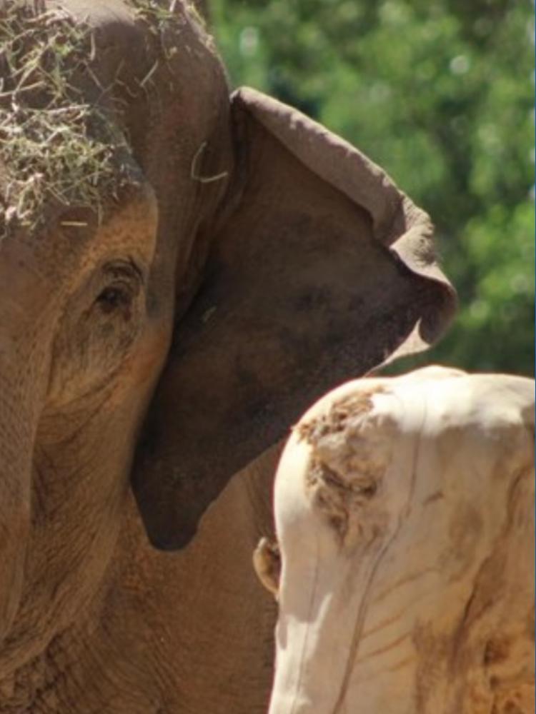 Zoo surprise: Alice the Elephant strolling along, eating the vegetation ...