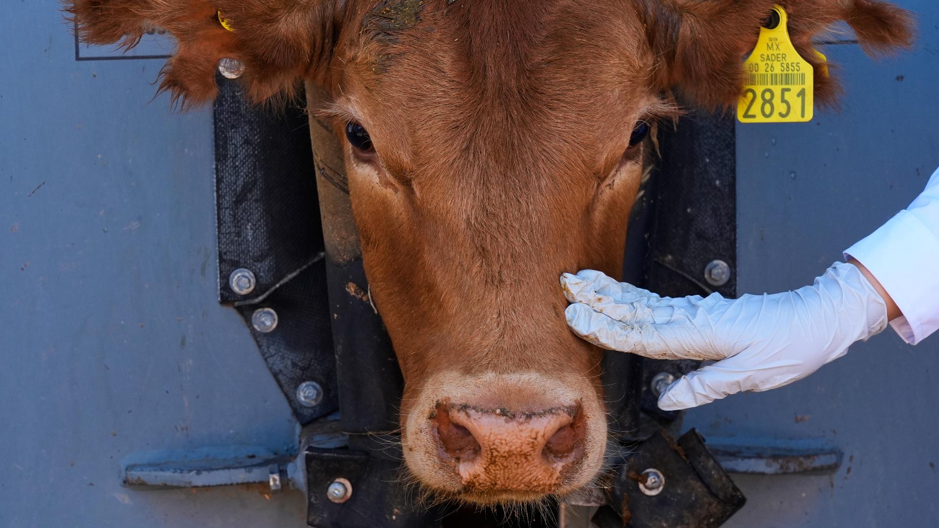 US bans live cattle imports, forcing Mexican ranchers to diversify ...