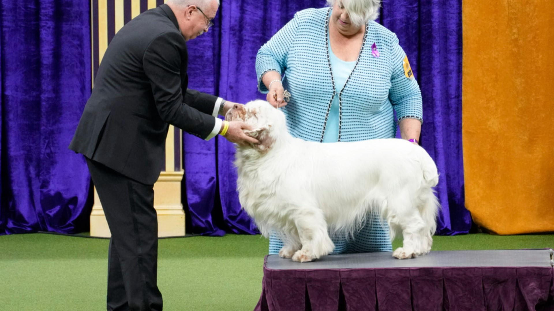 Fierce competition at the 147th Westminster Kennel Club Dog show ...