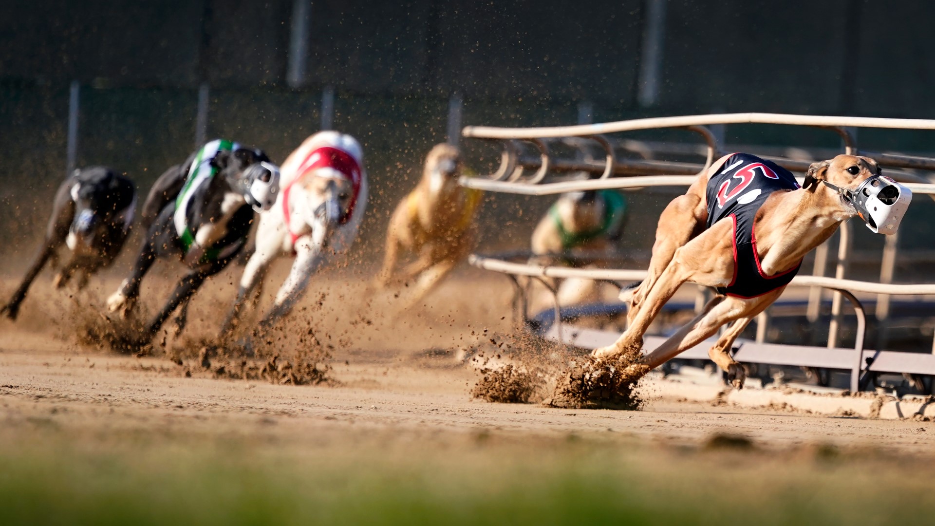 New Zealand now plans to outlaw greyhound racing | 9news.com