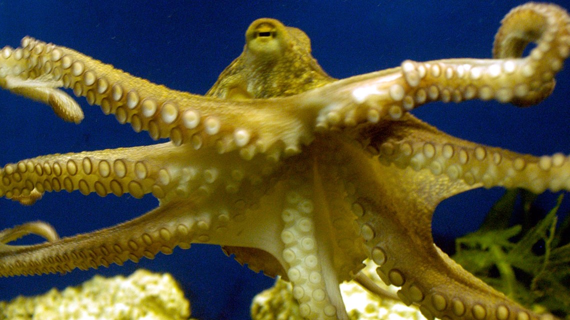 Fossil shows ancestor of octopuses lived before dinosaurs | 9news.com