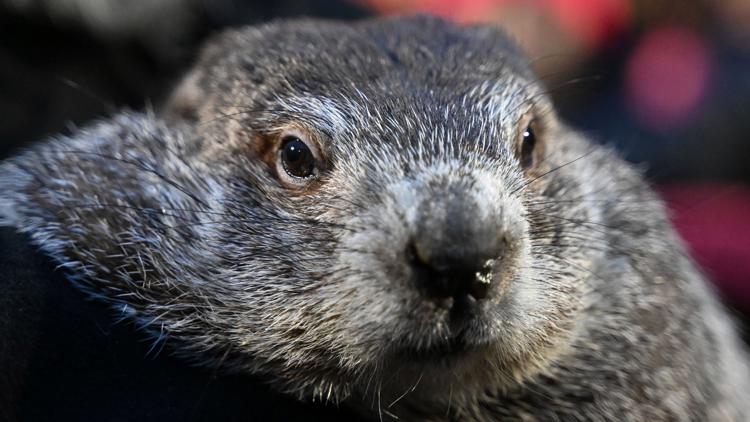 How accurate are Punxsutawney Phil's Groundhog Day predictions? | 9news.com