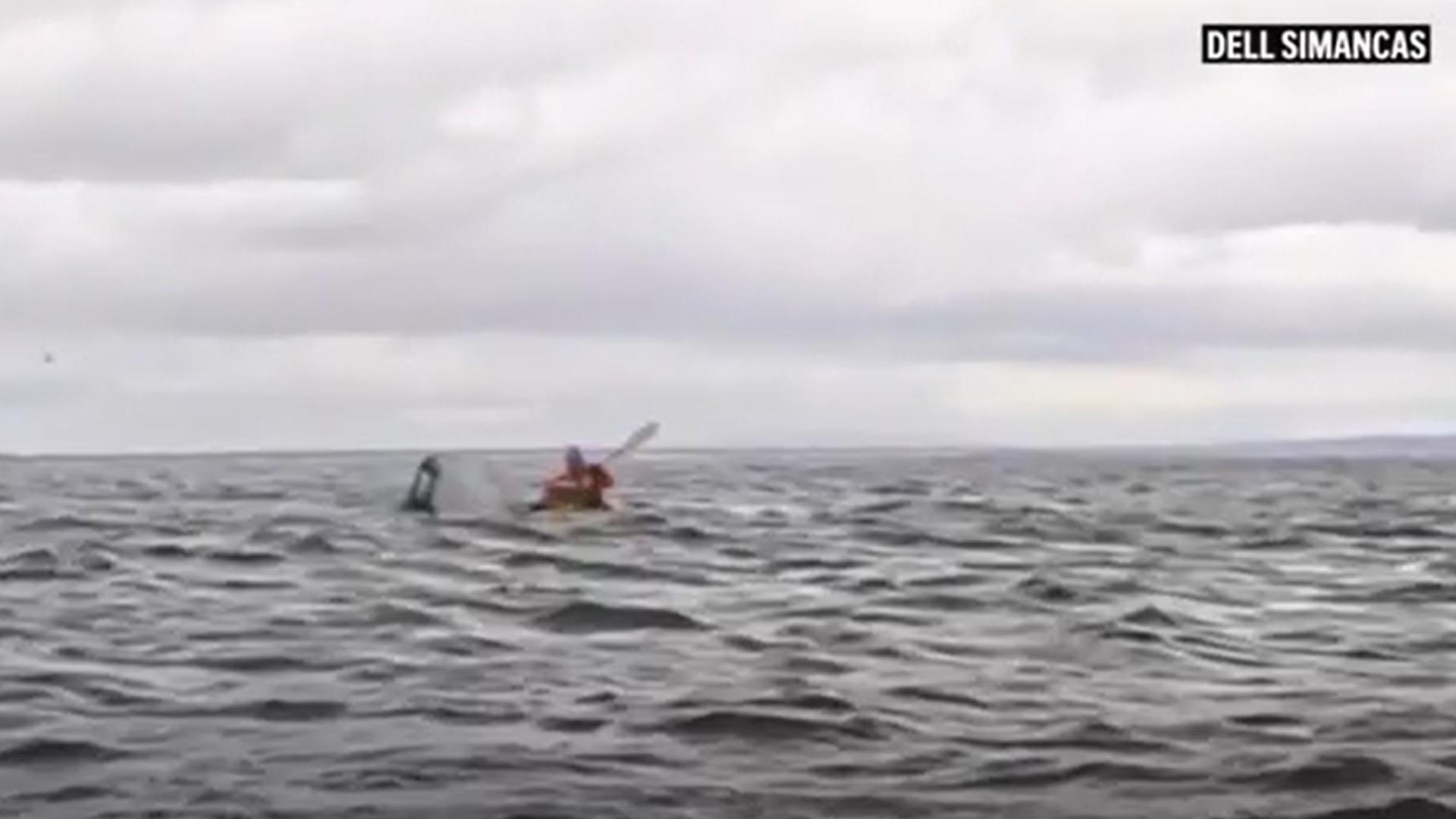 WATCH: Kayaker swallowed by whale off Chile escapes unharmed | 9news.com