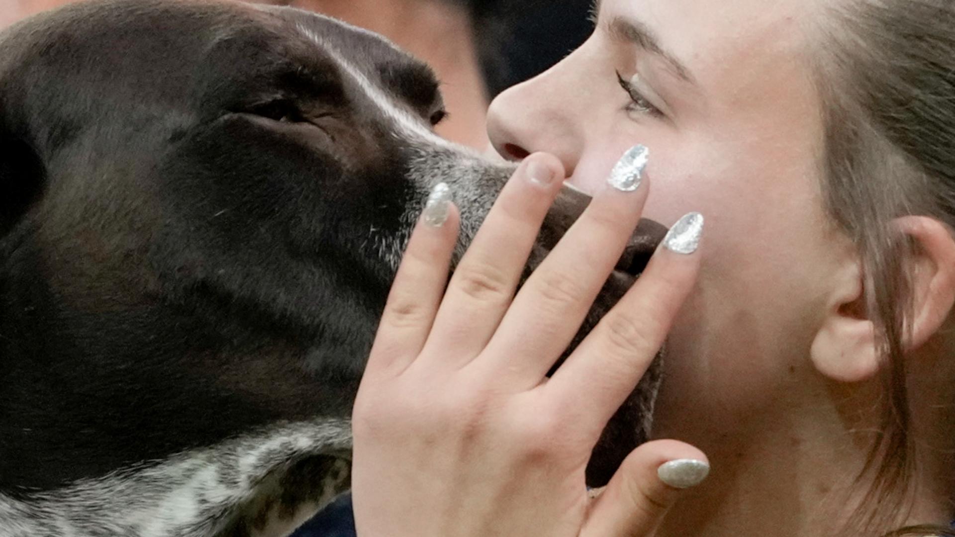 Who won best in show at the Westminster Dog Show? | 9news.com