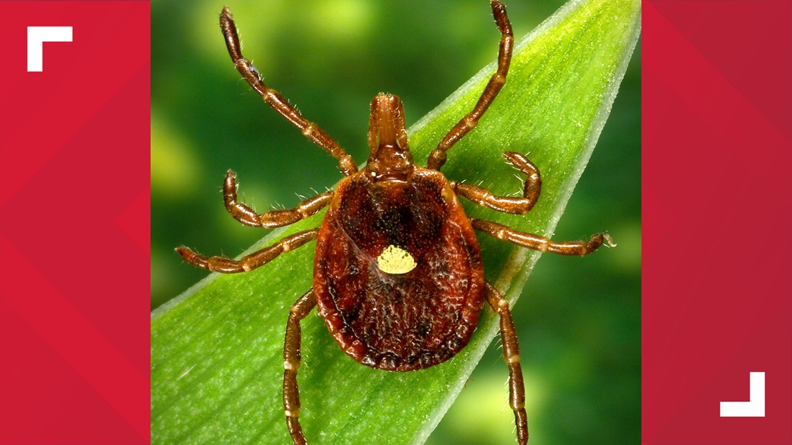 CDC: Red meat allergy caused by tick bites becoming more common | 9news.com