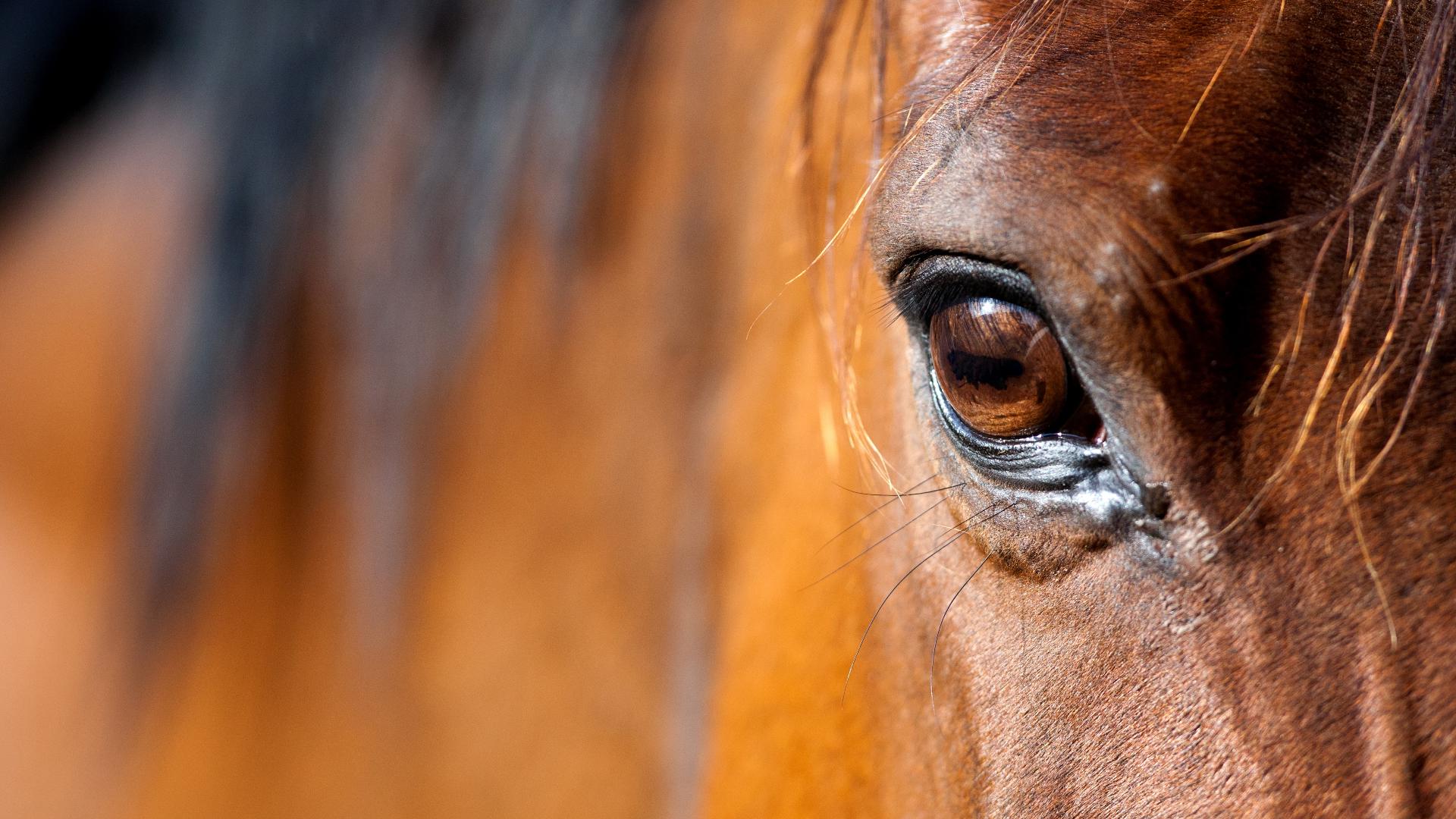Teenage competitor accused of stabbing 3 horses at barrel racing show ...