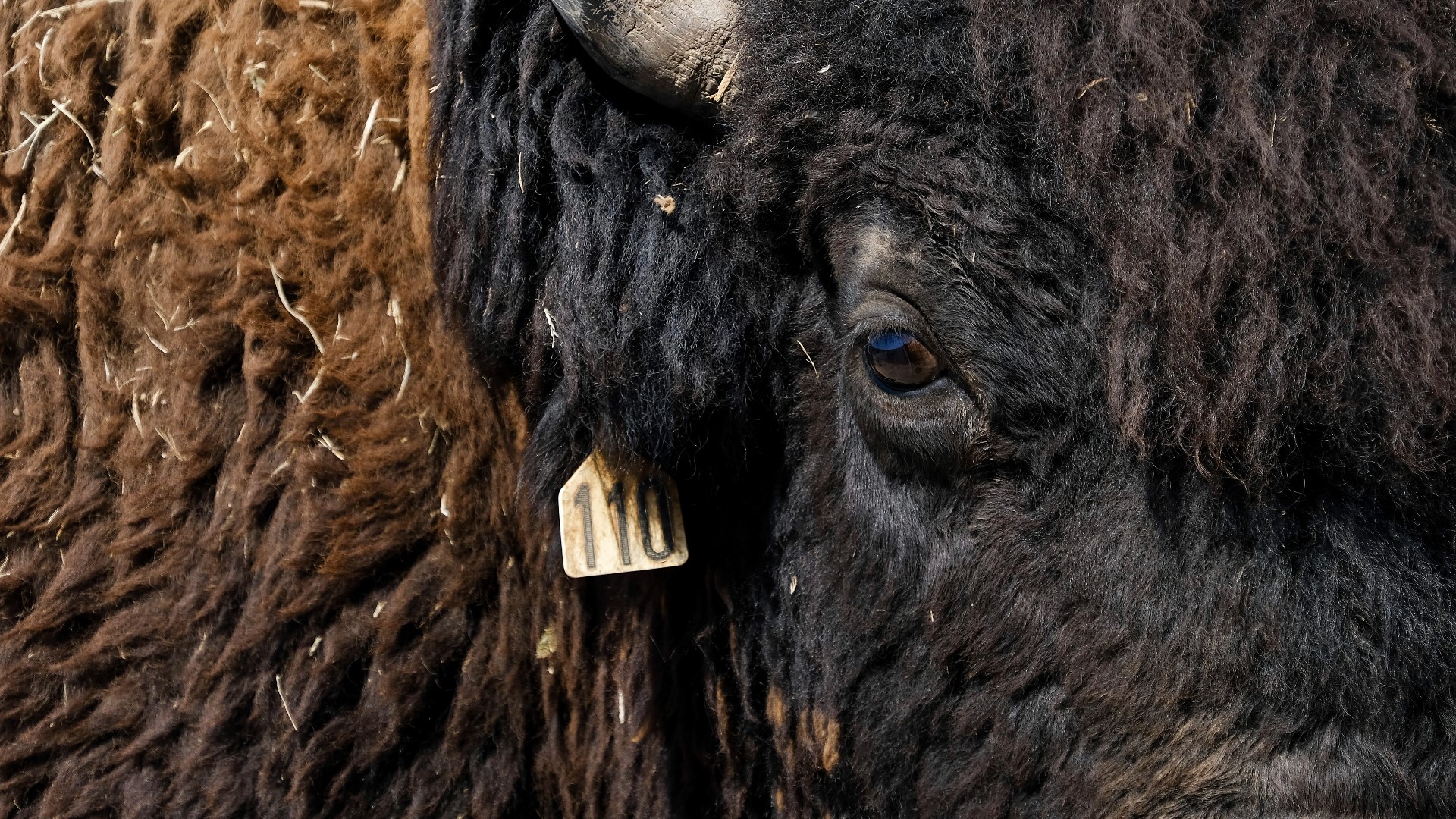 Relocation of bison to Native lands revives spiritual bond | 9news.com