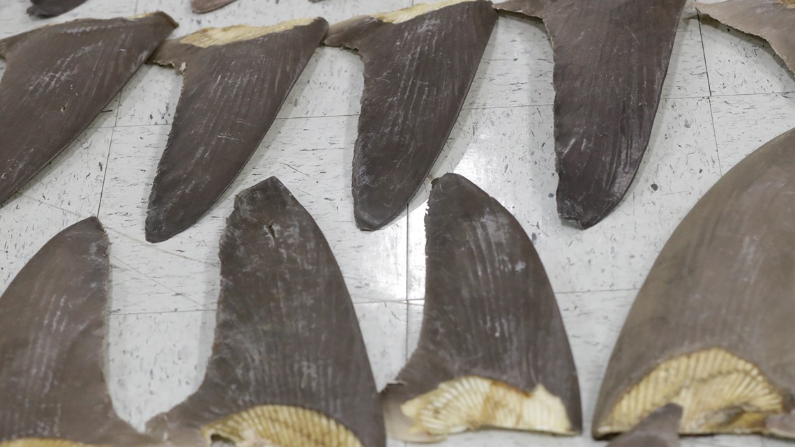 What is shark finning? Historic ban poised to become U.S. law | 9news.com
