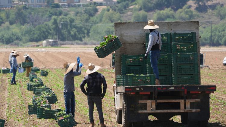 Trump halts ICE arrests at farms and hotels amid industry backlash ...