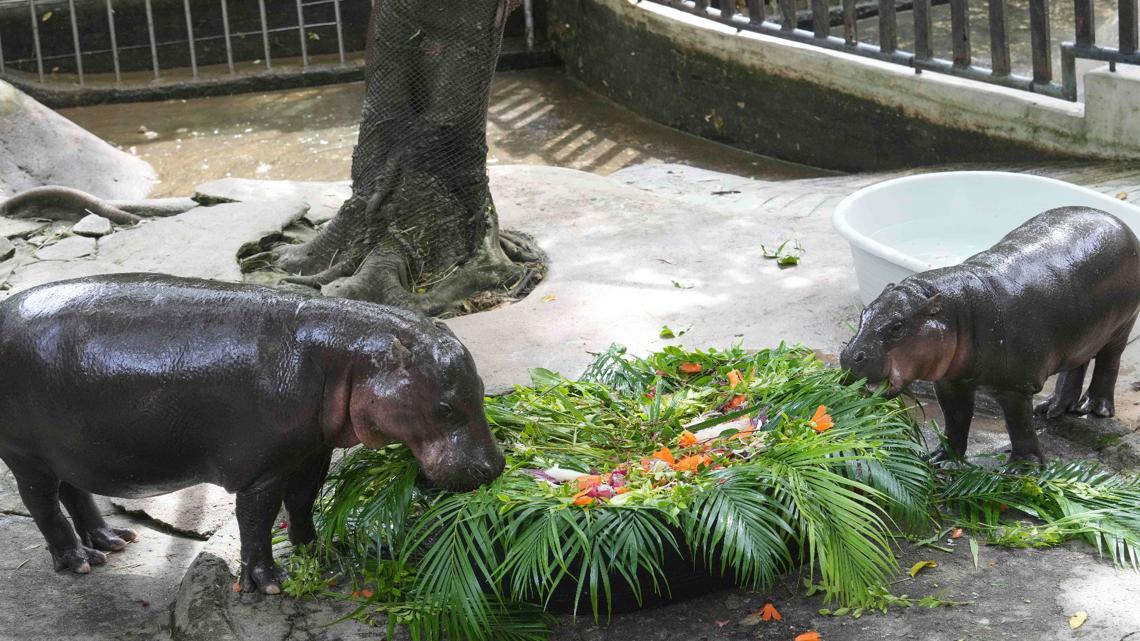Baby hippo Moo Deng turns 1 as fans flock to celebrate | 9news.com