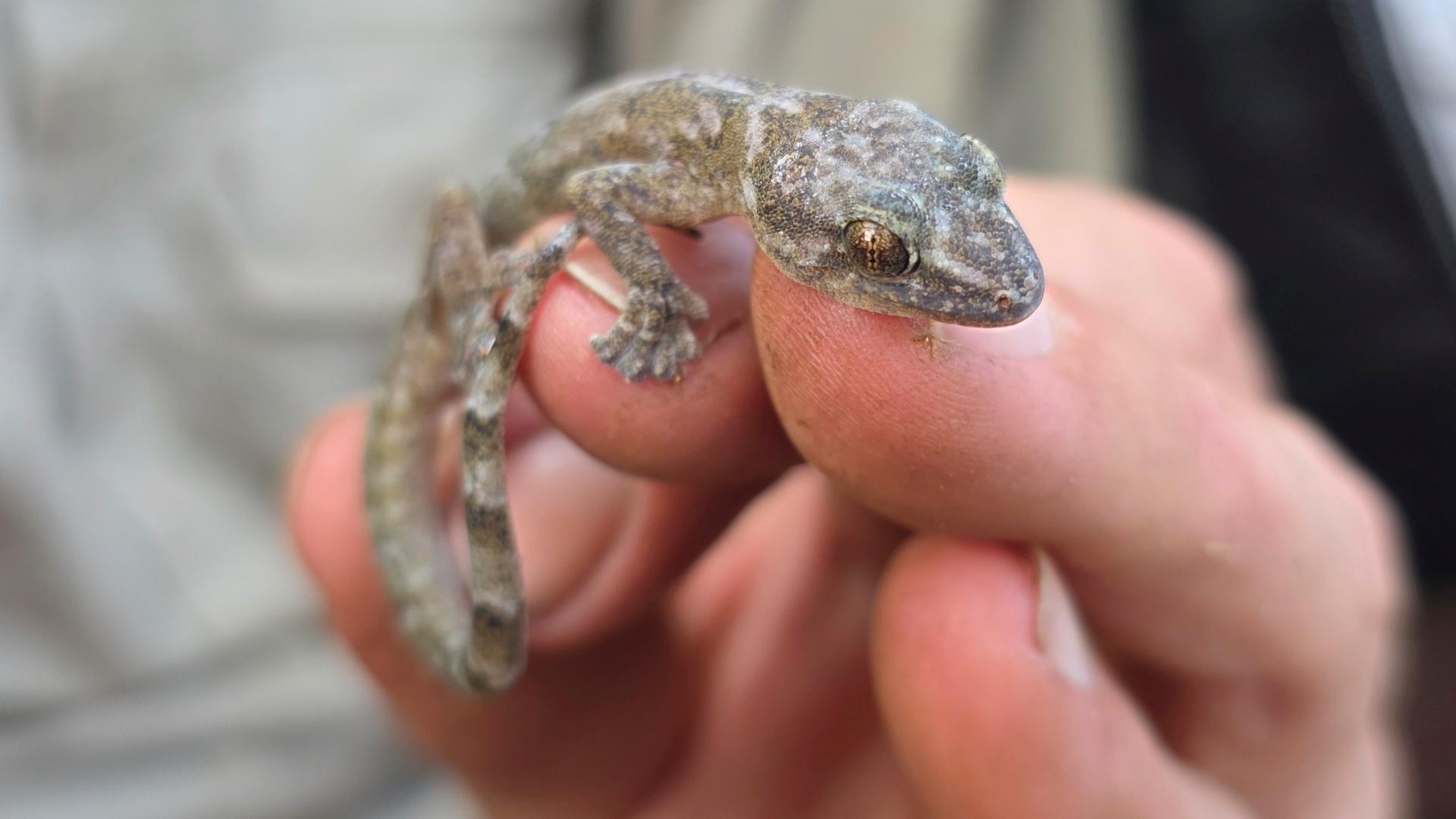 Researchers rediscover 'lost' gecko species after more than 30 years ...