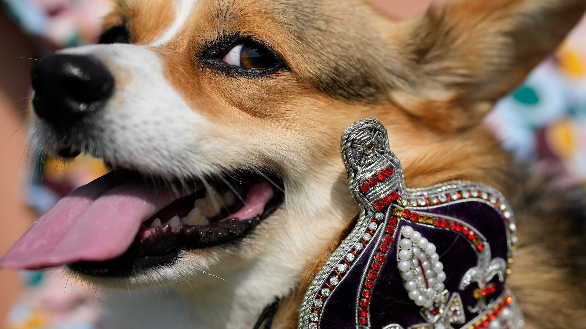 Corgi parade outside Buckingham Palace honors Queen Elizabeth II ...