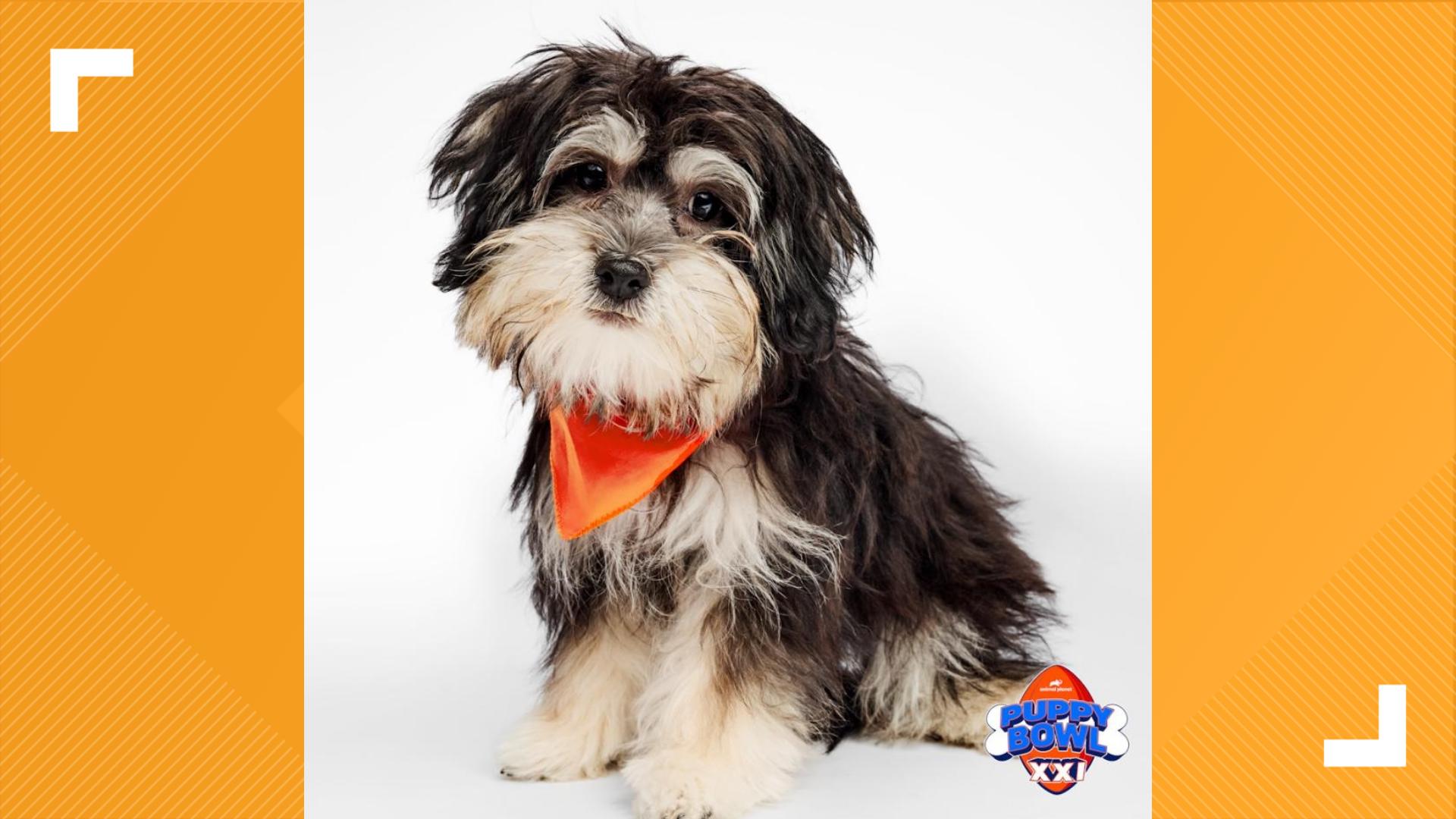 Puppy Bowl 2025 lineup: See photos of the adorable pups; how to watch ...