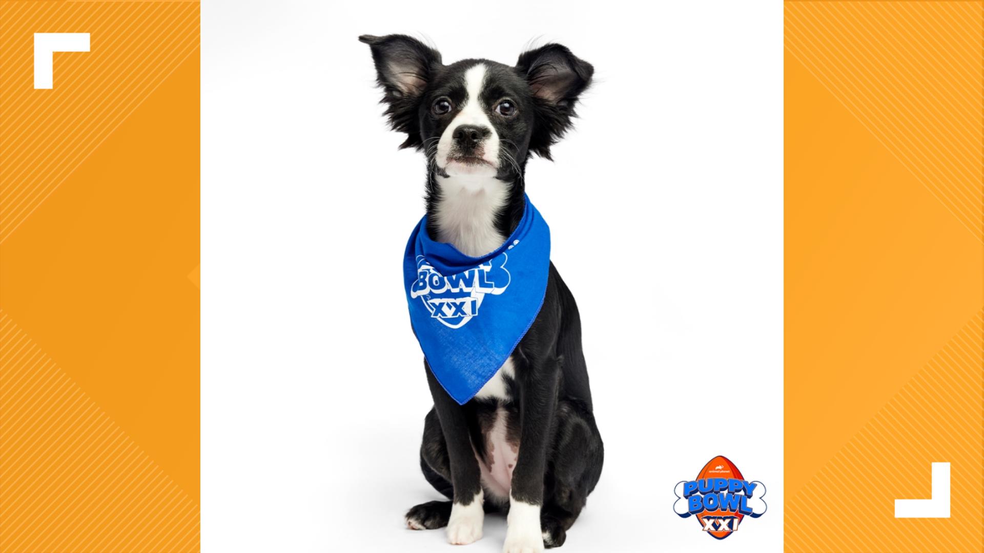 Puppy Bowl 2025 lineup: See photos of the adorable pups; how to watch ...