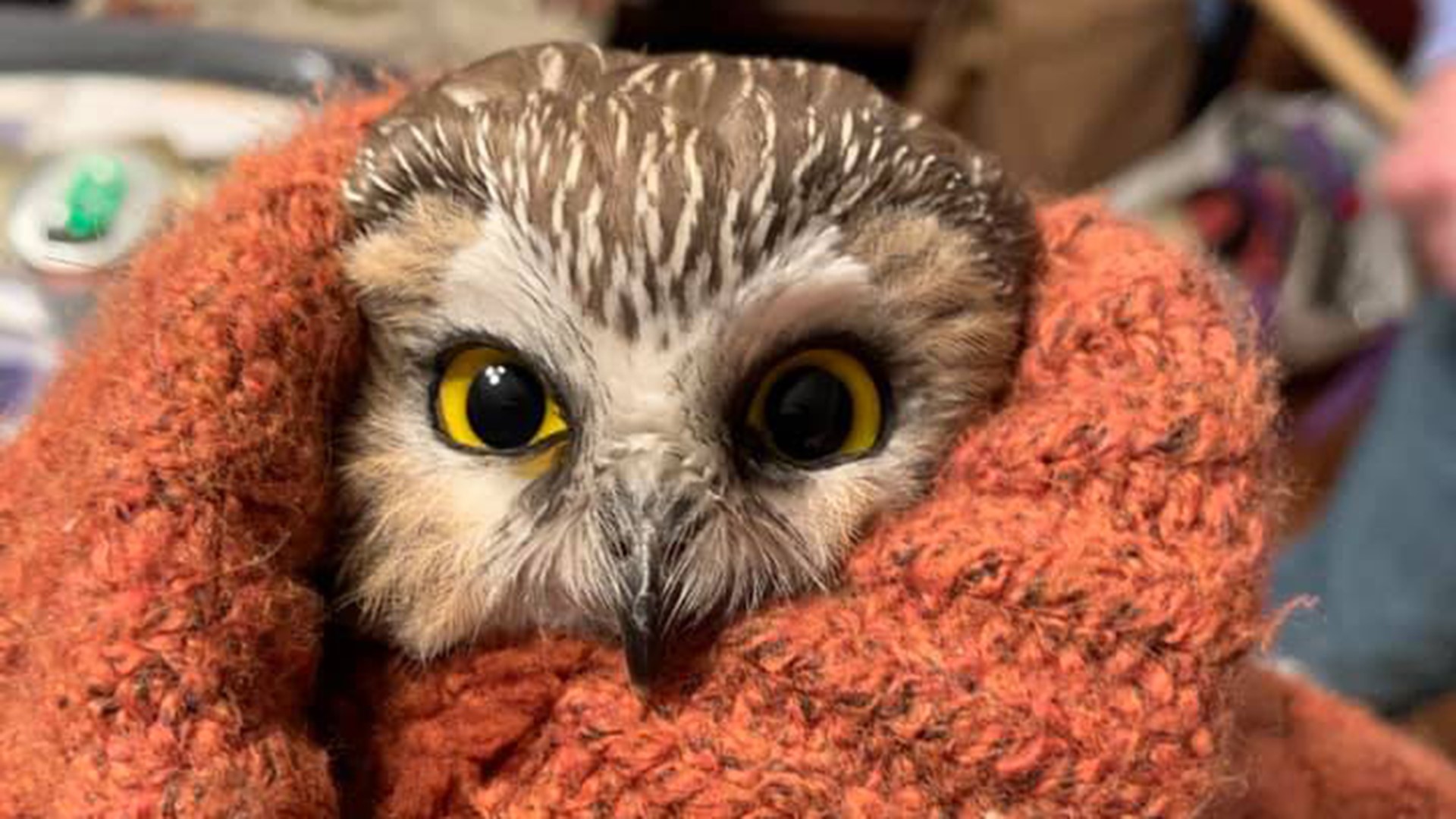 Kelly Clarkson to host 'Christmas in Rockefeller Center' on NBC | 9news.com