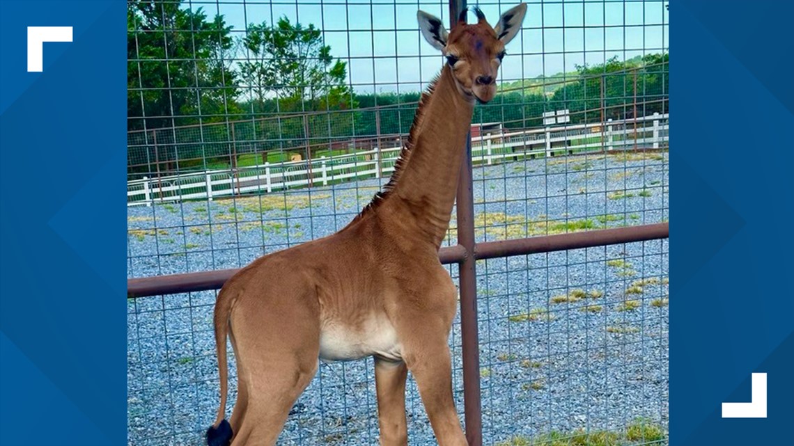 Meet Kipekee, the spotless giraffe born in Tenessee | 9news.com