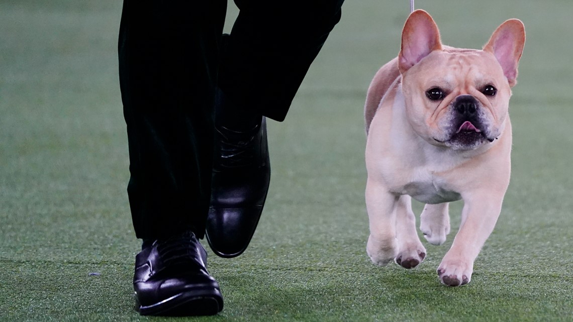 2023 Westminster Dog Show: How Frenchies like Winston got popular ...