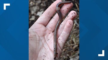 Jumping worm: Next invasive garden threat hard to spot | 9news.com