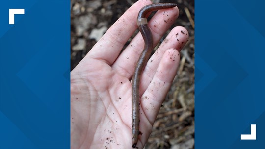Jumping worm: Next invasive garden threat hard to spot | 9news.com