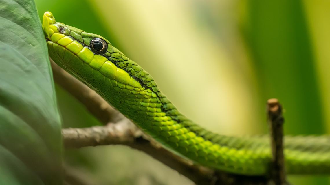 Snake on a plane delays flight for 2 hours | 9news.com
