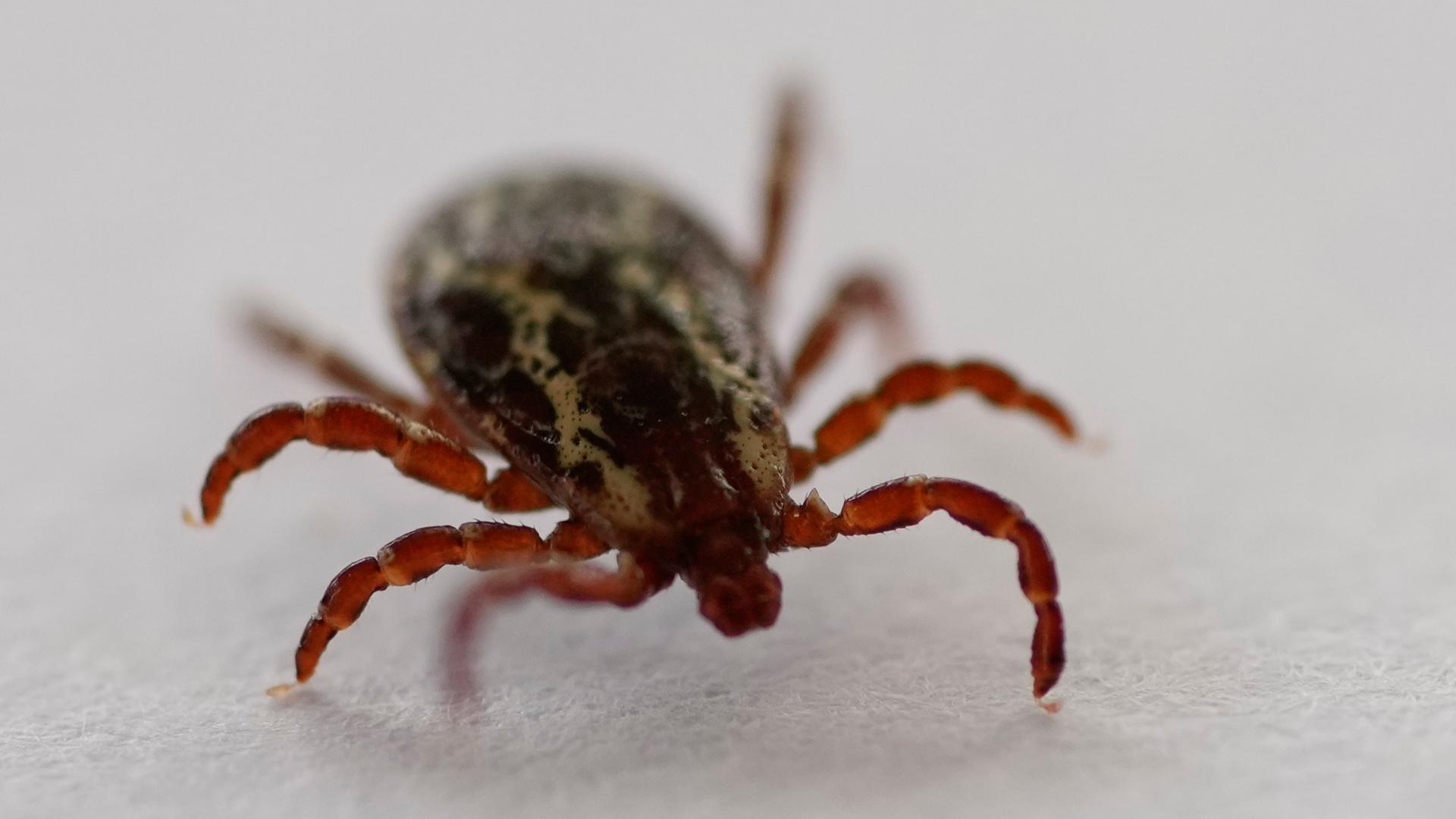 How to tick-proof your yard | Consumer Reports | 9news.com