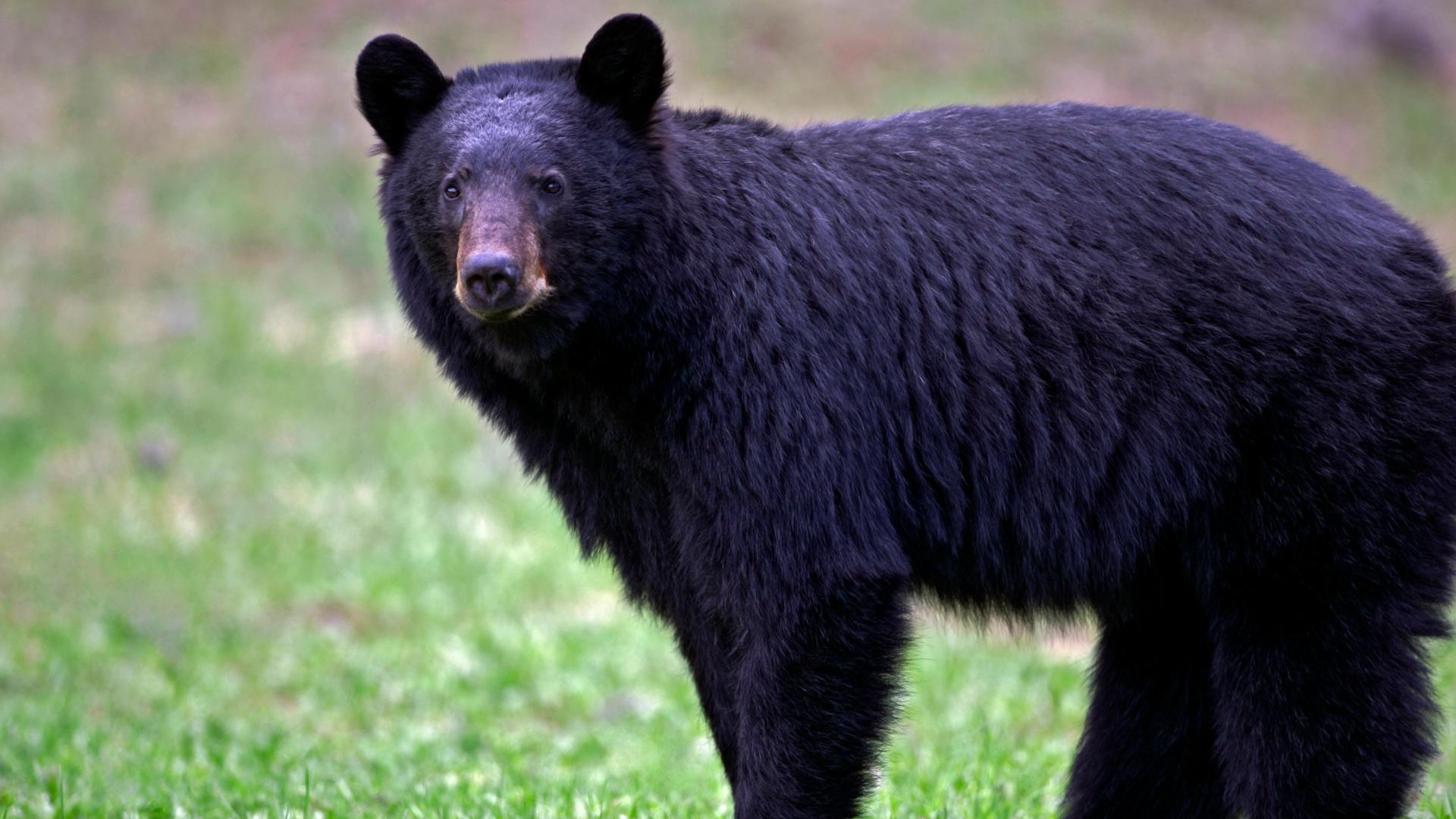 Bears are forcing trail closures at America’s most-visited national ...