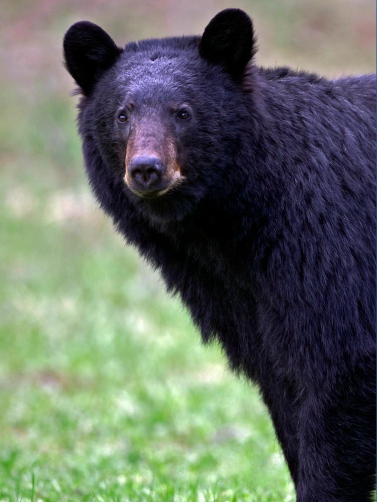 Bears are forcing trail closures at America’s most-visited national ...