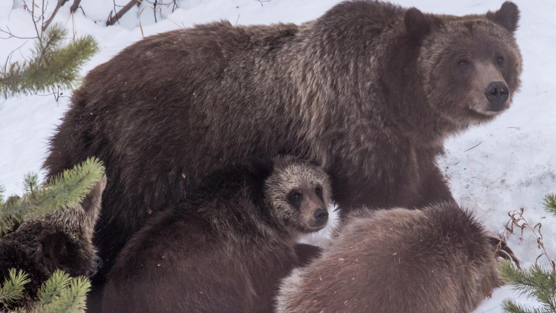 Ashes of grizzly bear 399 returned to Grand Teton National Park | 9news.com