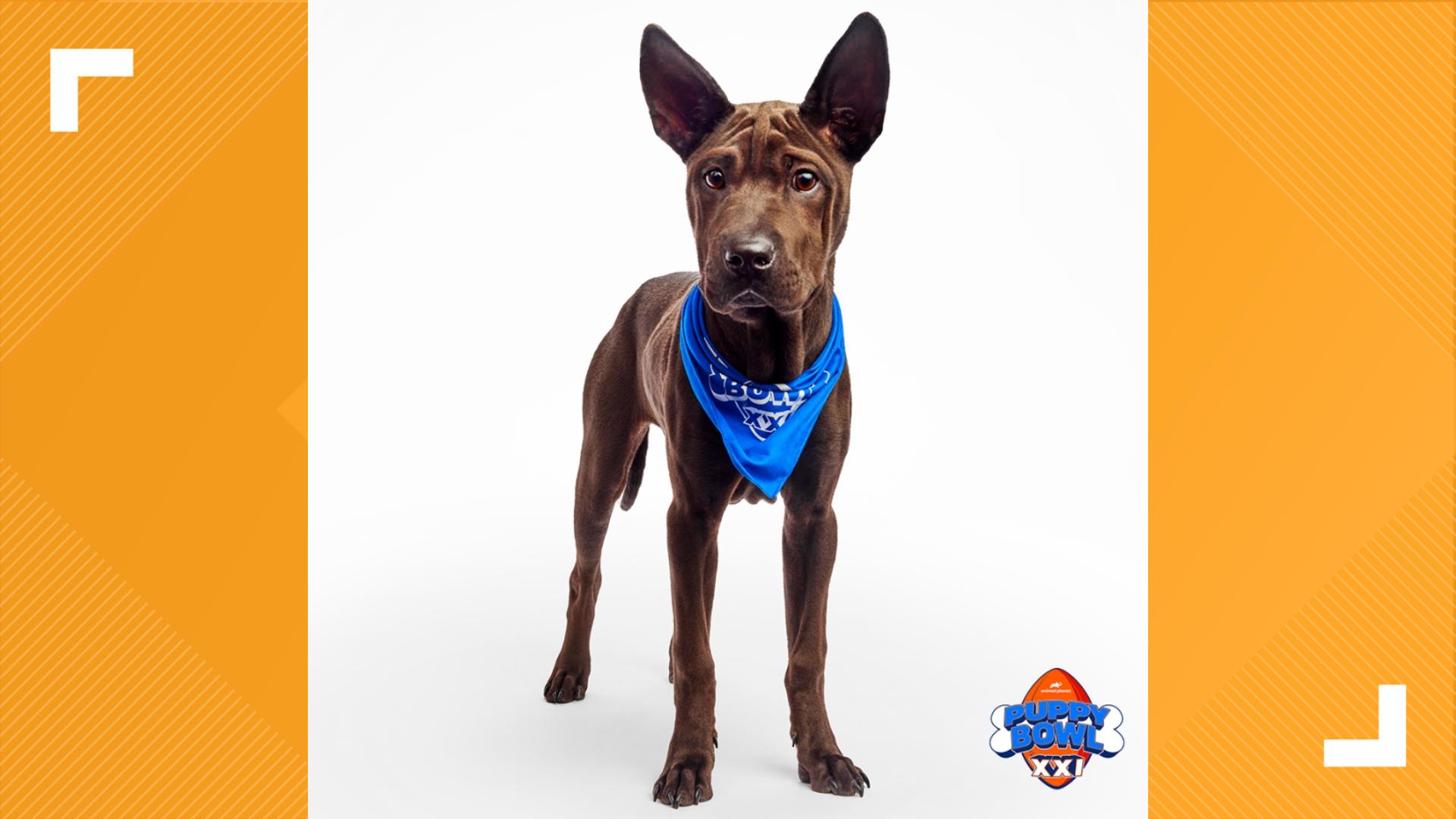 Puppy Bowl 2025 lineup: See photos of the adorable pups; how to watch ...